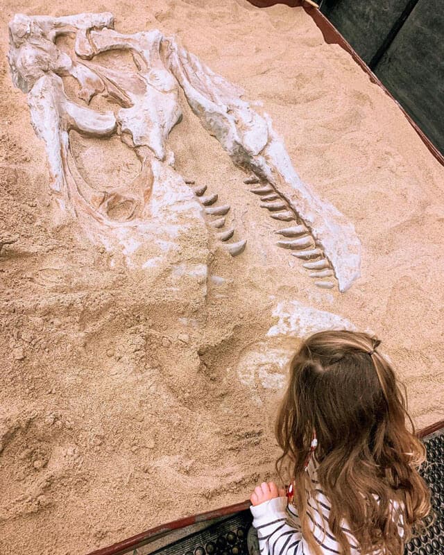 Jurassic Quest: A Dinosaur Park, Dinosaur Museum and Dinosaur World ...